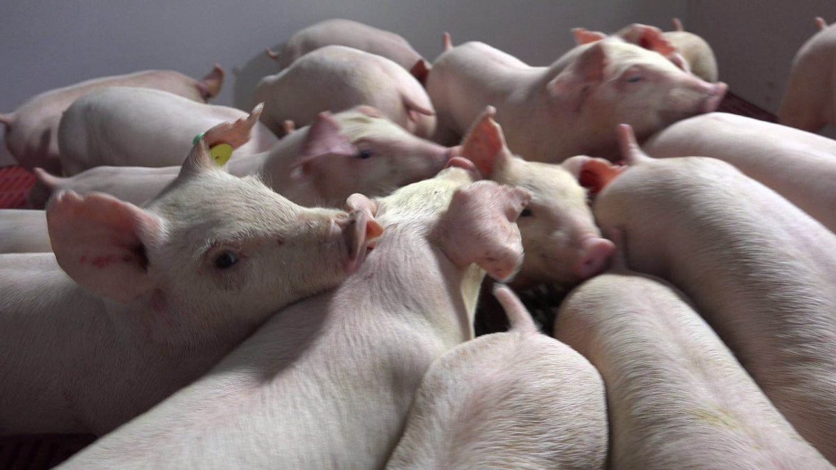 Local pig samples test positive for ASF virus