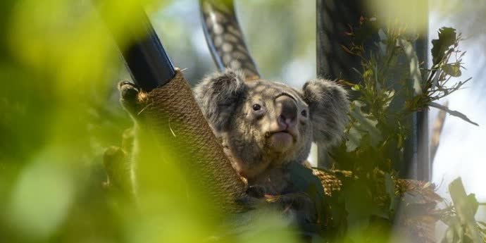Australian govt reveals plan to prevent threatened species from going ...