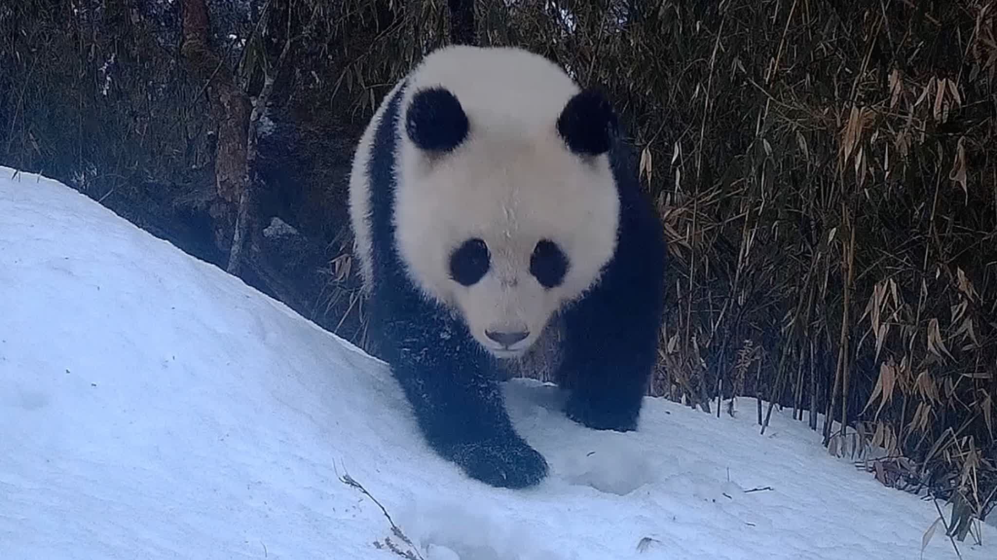 China's wild panda population nears 1,900