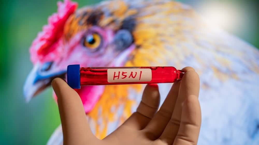 Avian influenza outbreak in Minnesota prompts CFS to suspend poultry ...