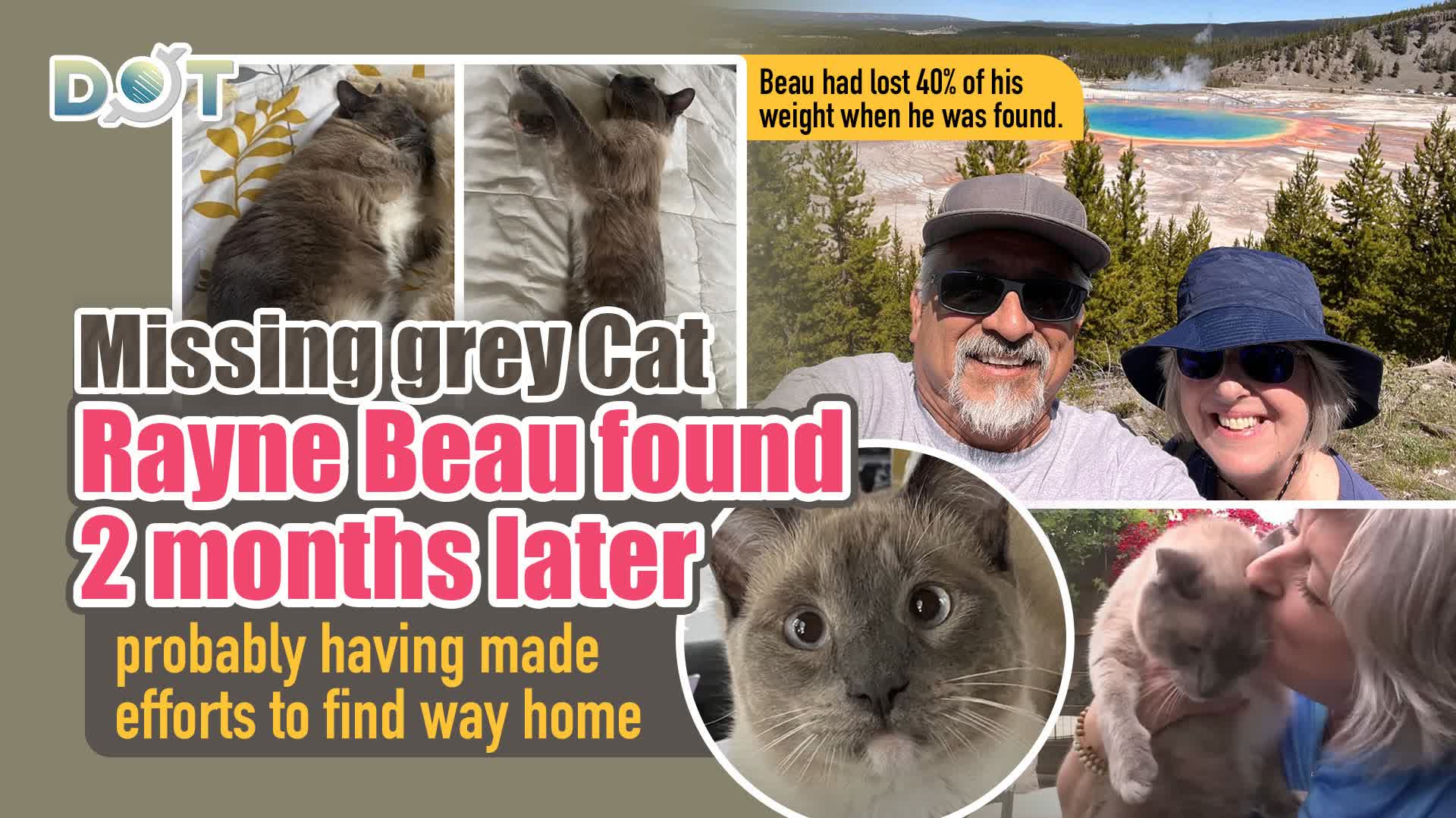 Missing grey Cat Rayne Beau found 2 months later, probably having made ...