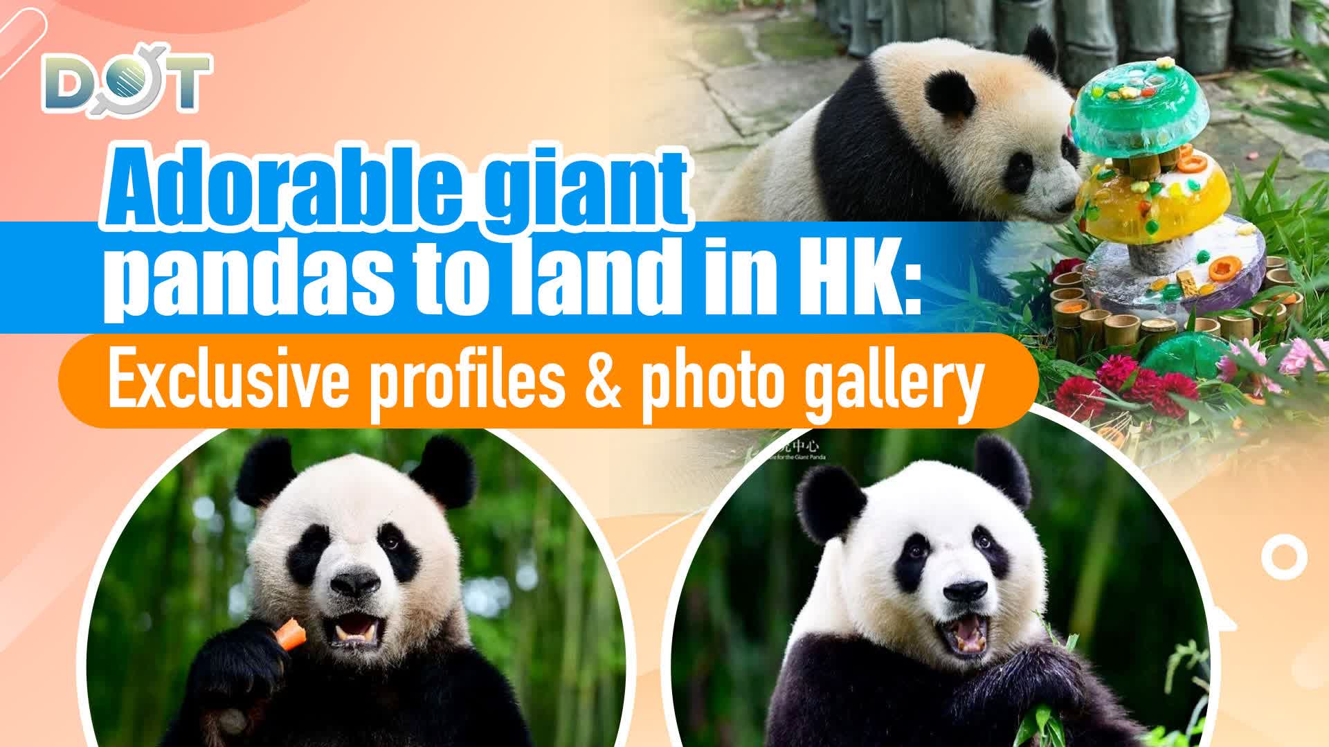 Adorable giant pandas to land in HK: Exclusive profiles & photo gallery