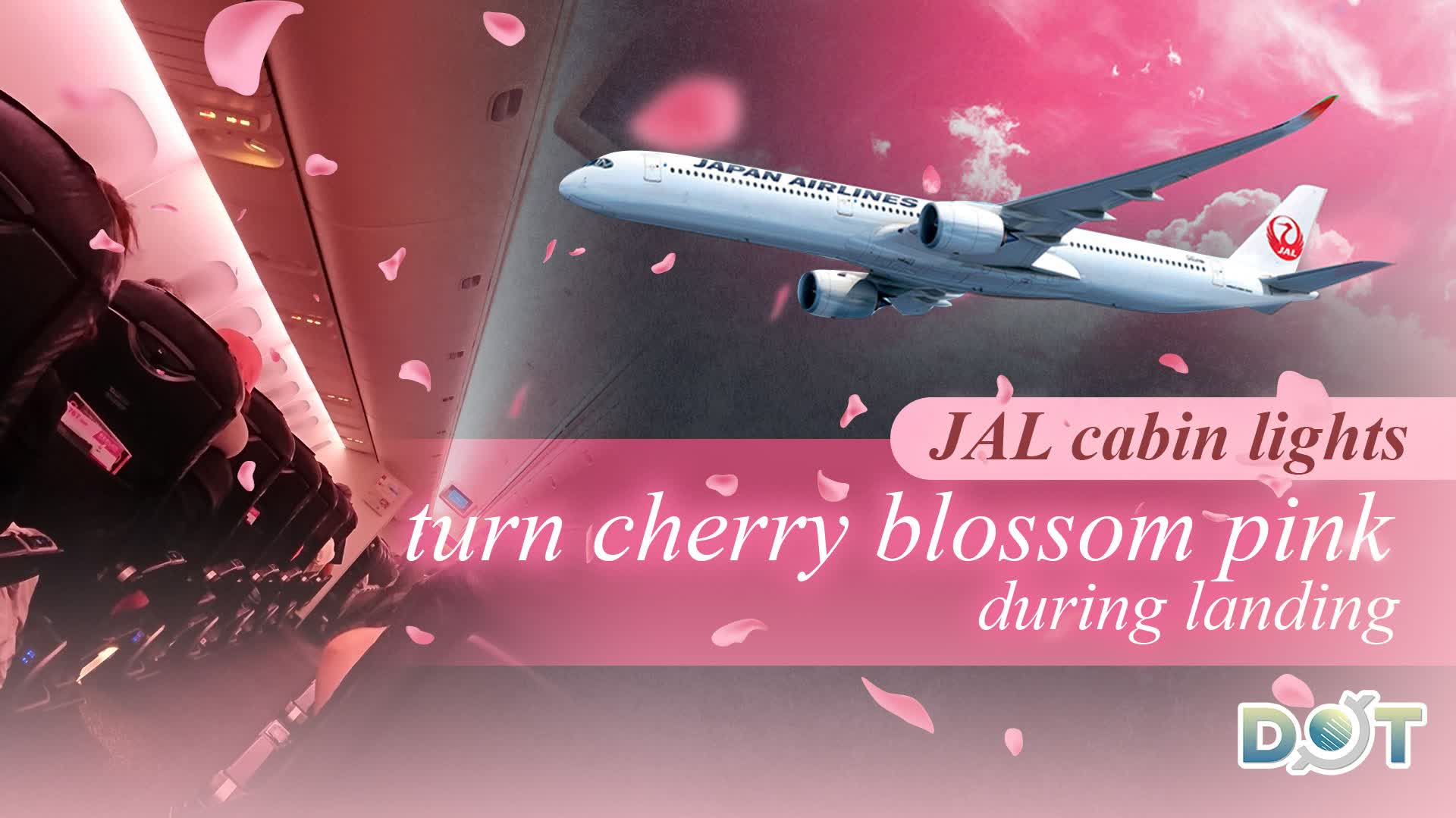 JAL cabin lights turn cherry blossom pink during landing