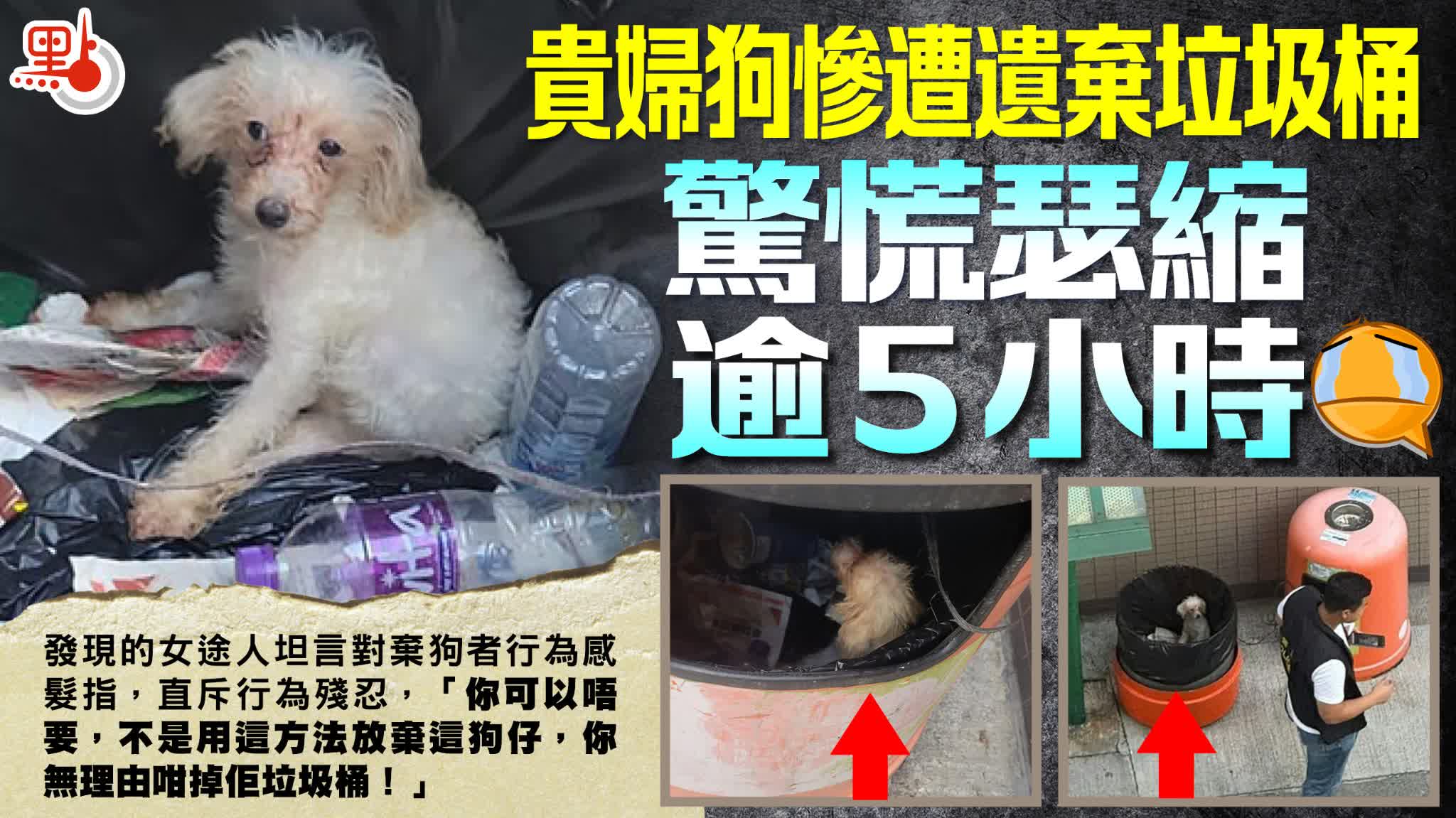 貴婦狗遭遺棄垃圾桶 驚慌瑟縮5小時以上 - PressMega
