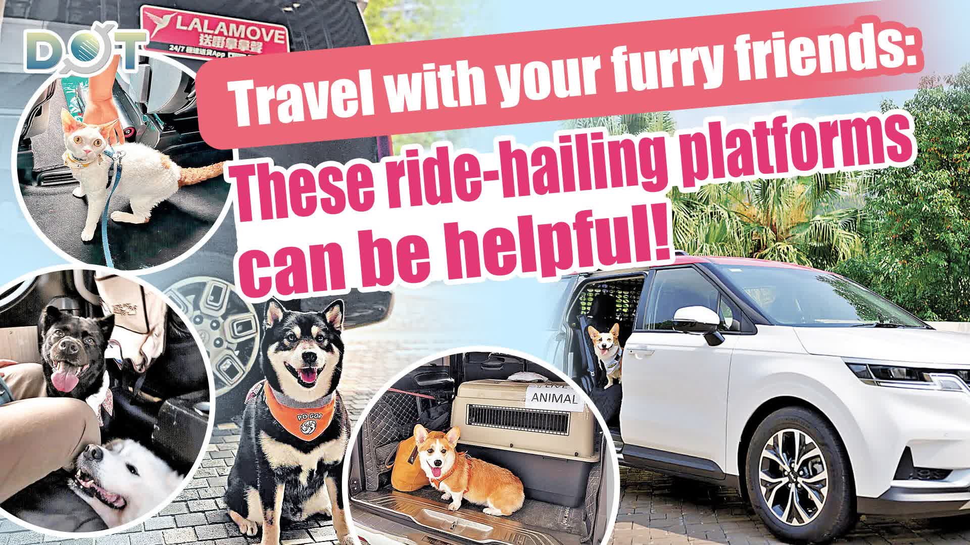 Travel with your furry friends: These ride-hailing platforms can be ...