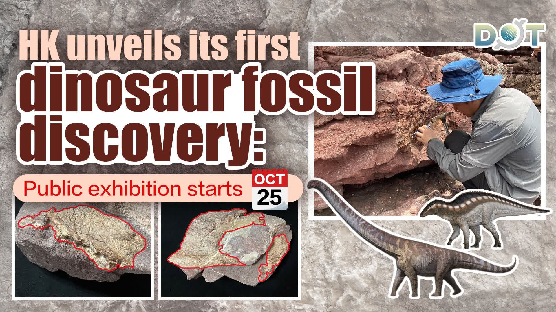 HK unveils its first dinosaur fossil discovery: Public exhibition ...