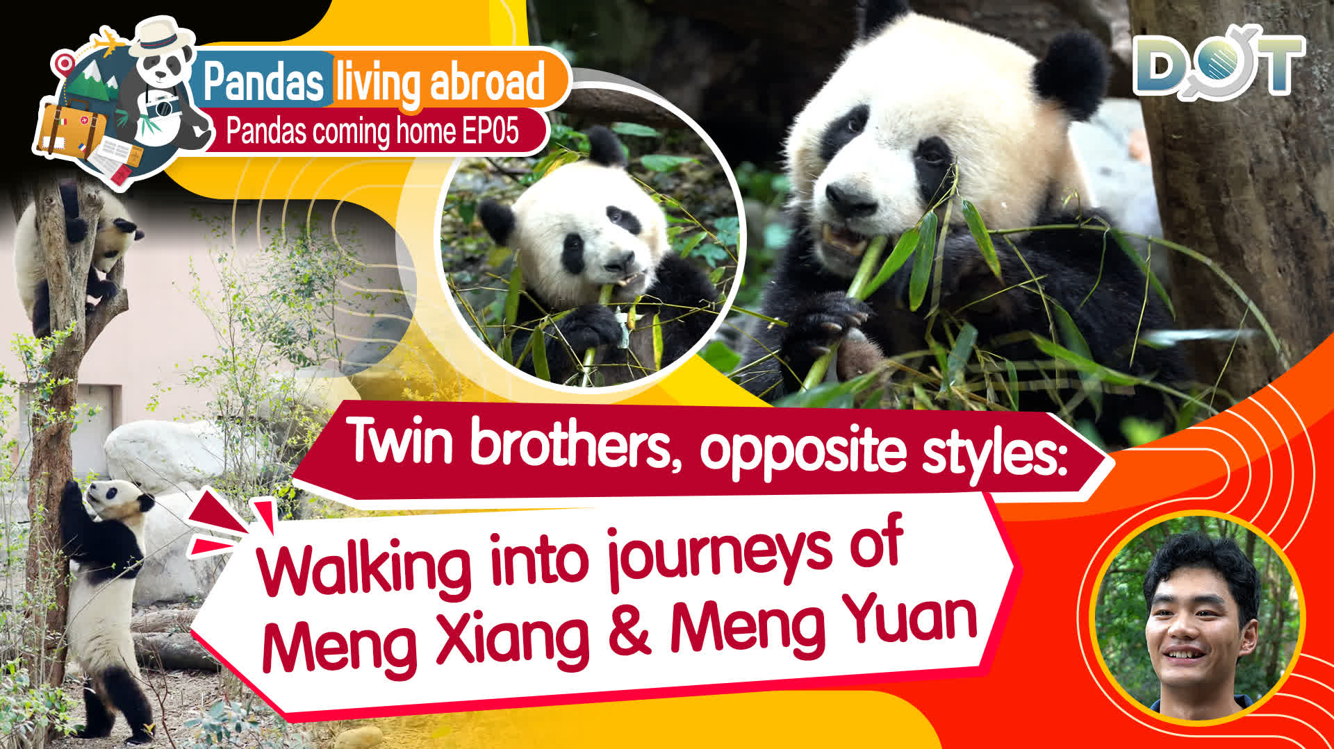 Pandas coming home | Twin brothers, opposite styles: Walking into ...