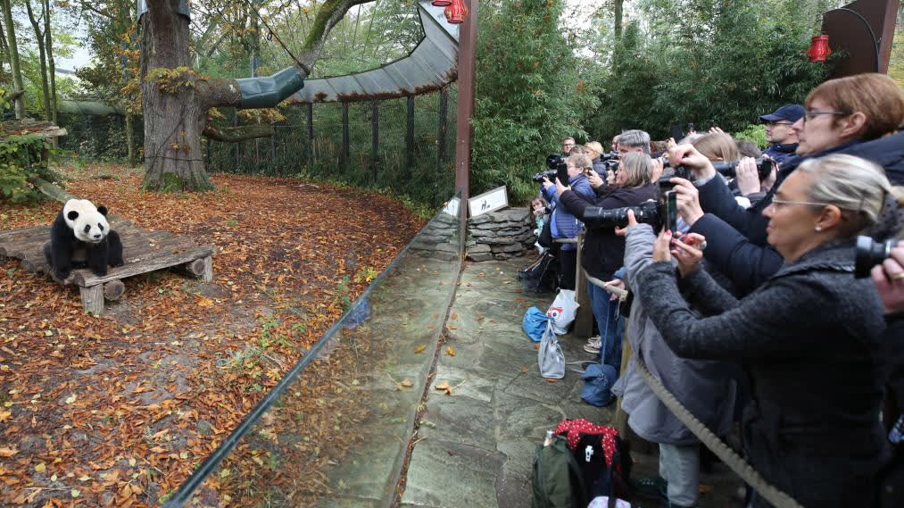 Photos | People bid farewell to three giant pandas in Belgian zoo