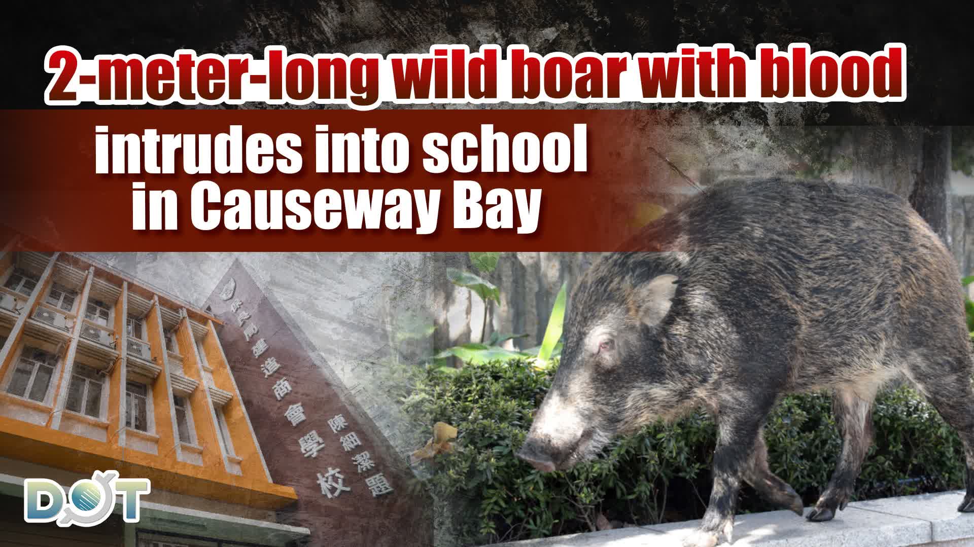 2-meter-long wild boar with blood intrudes into school in Causeway Bay