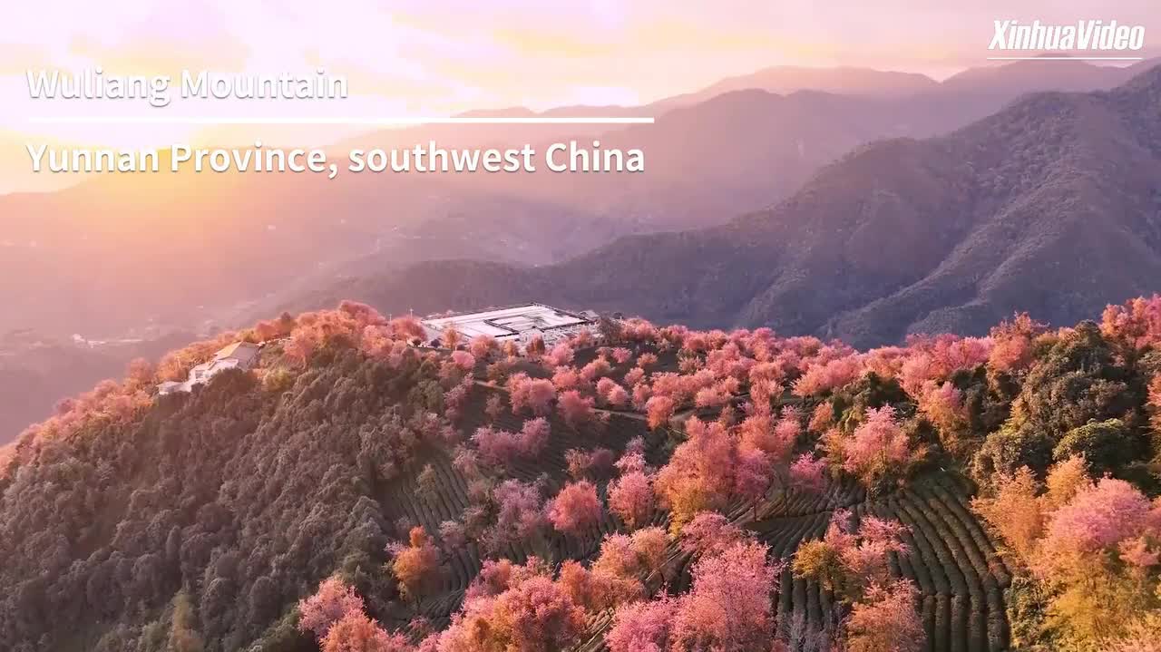 Watch This | Winter cherry blossoms in full bloom at SW China's Wuliang Mountain