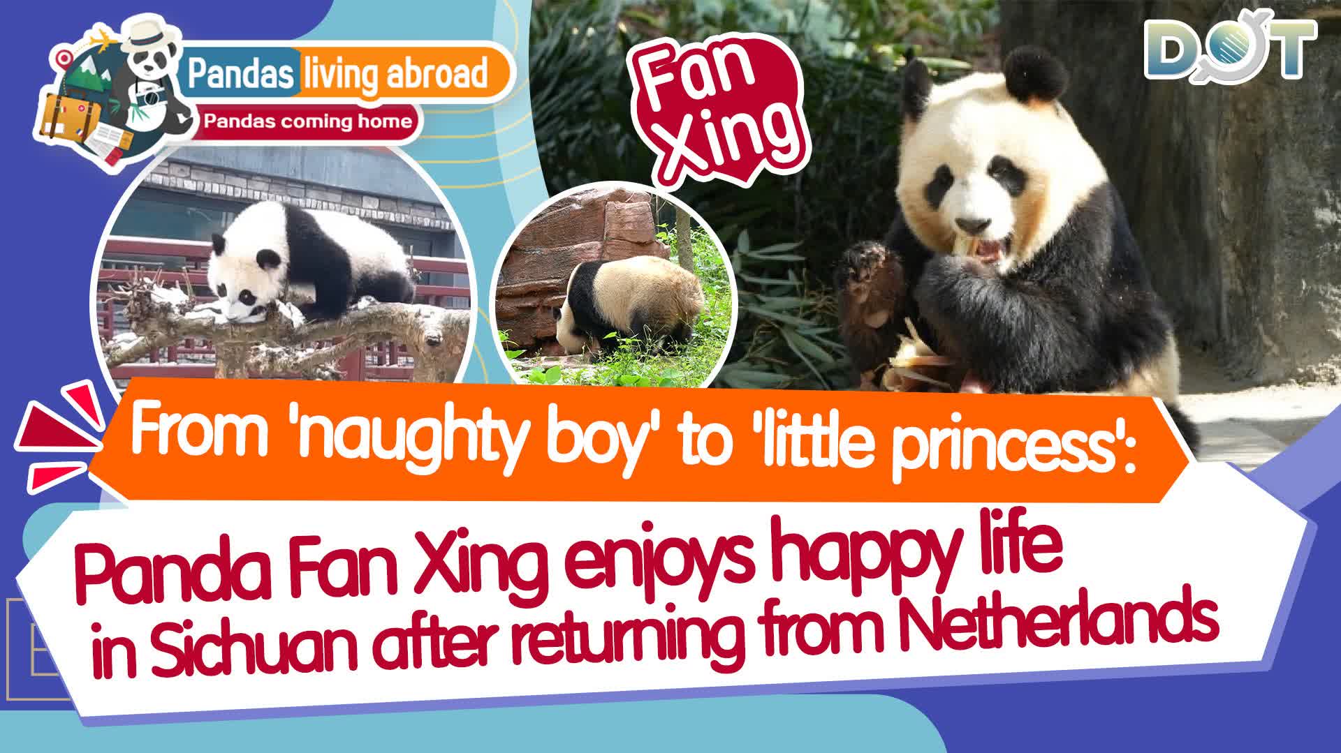 Pandas coming home | From 'naughty boy' to 'little princess': Panda Fan ...