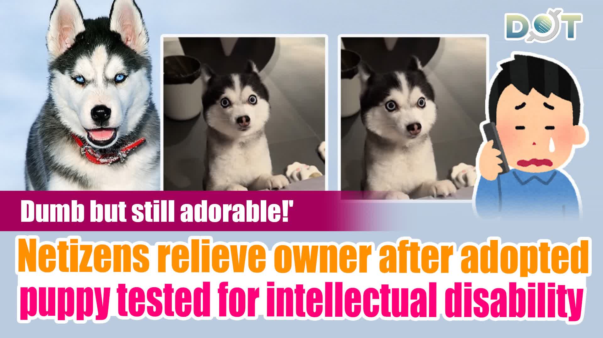'Dumb but still adorable!' Netizens relieve owner after adopted puppy ...