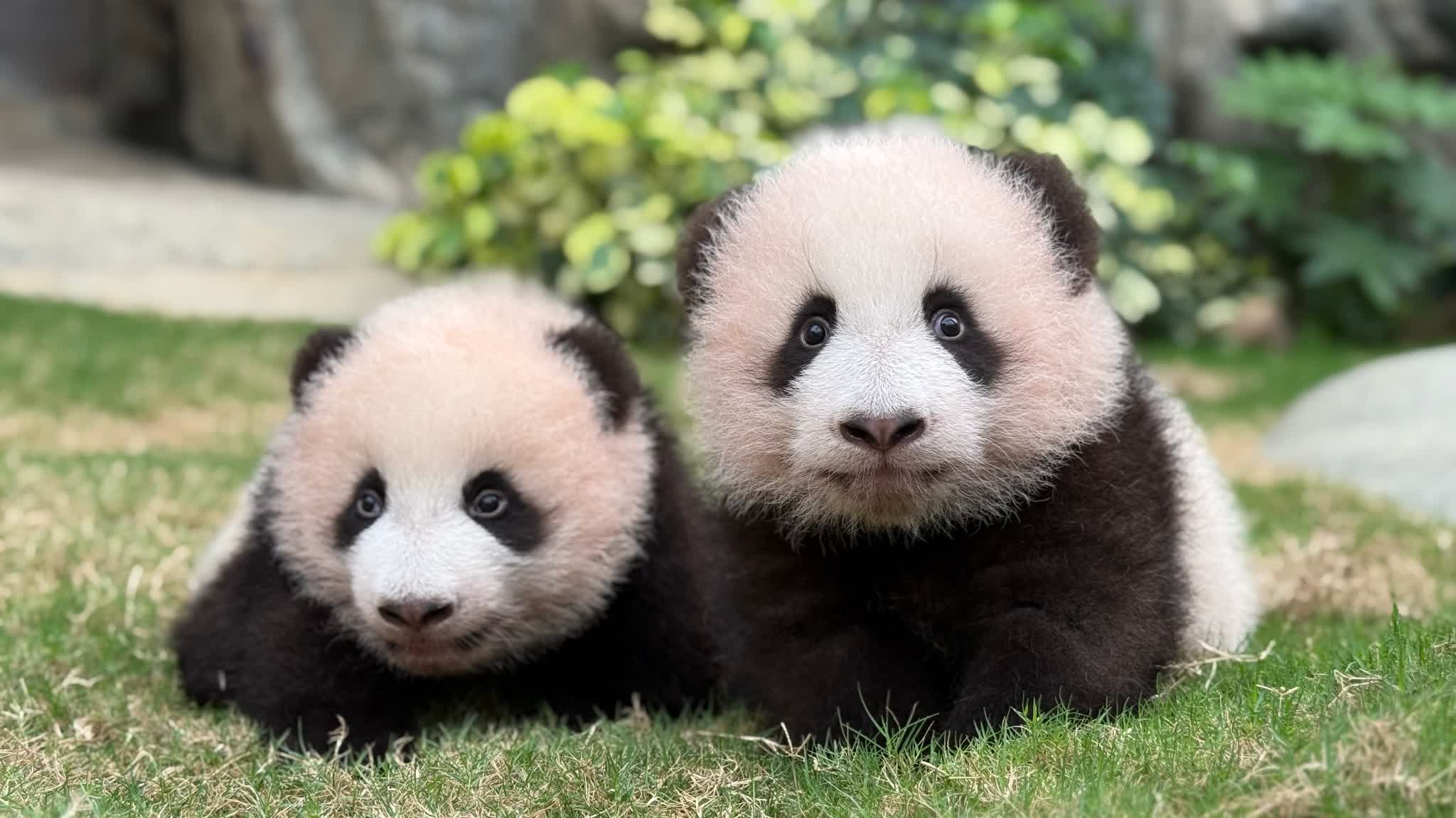 Ocean Park: Jia Jia, De De may be separated, plan to mate with mainland ...
