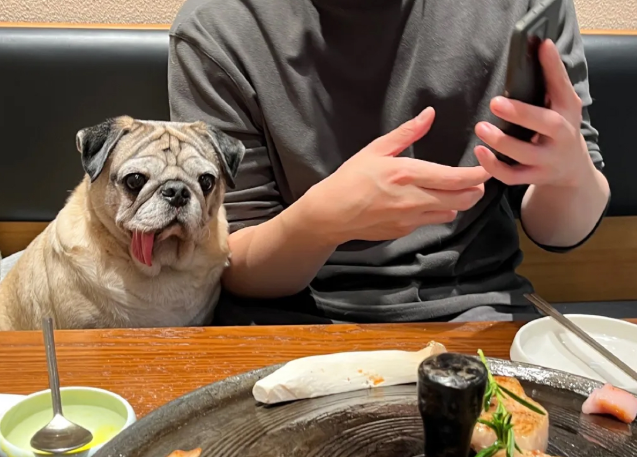 AFCD to launch dog inoculation campaign against rabies at fishing ports